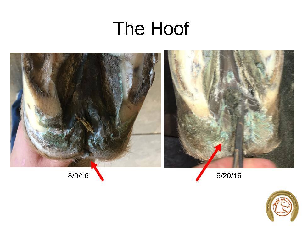 What is Seedy Toe? How Do Copper Horseshoes Help? – Kawell USA