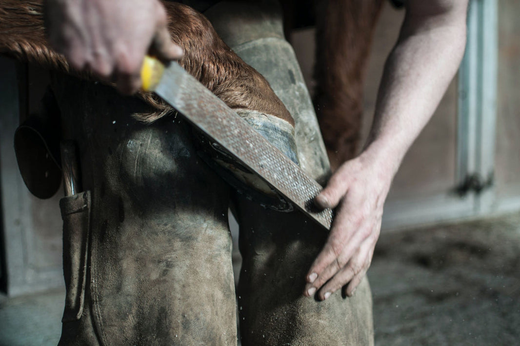 Best Practices for Trimming Hooves on Horses