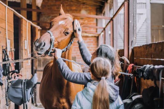 The Best Horse Tools for Grooming: Essential Equipment for a Healthy a
