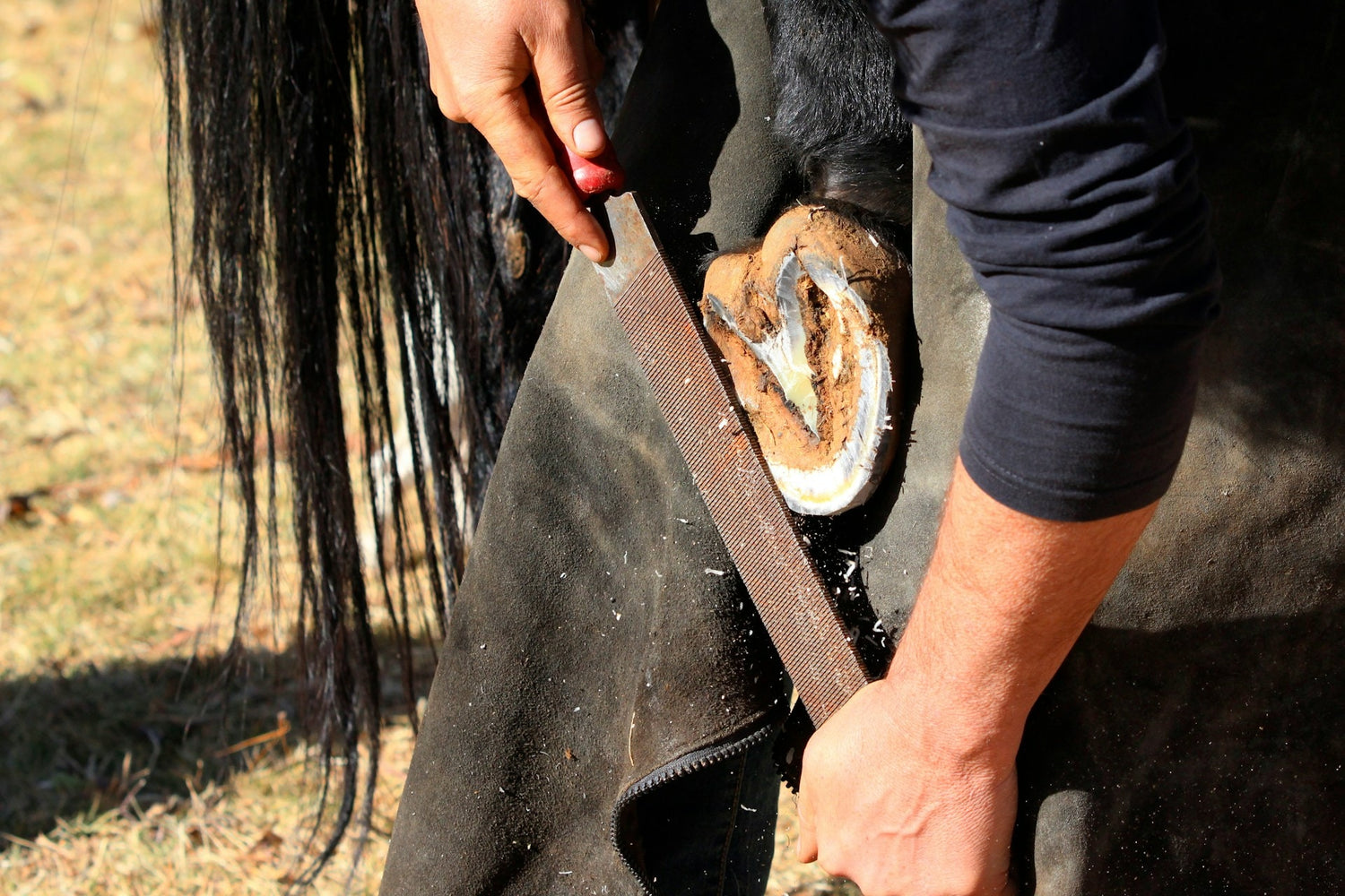 Understanding Why Horses Need Their Hooves Trimmed for Health