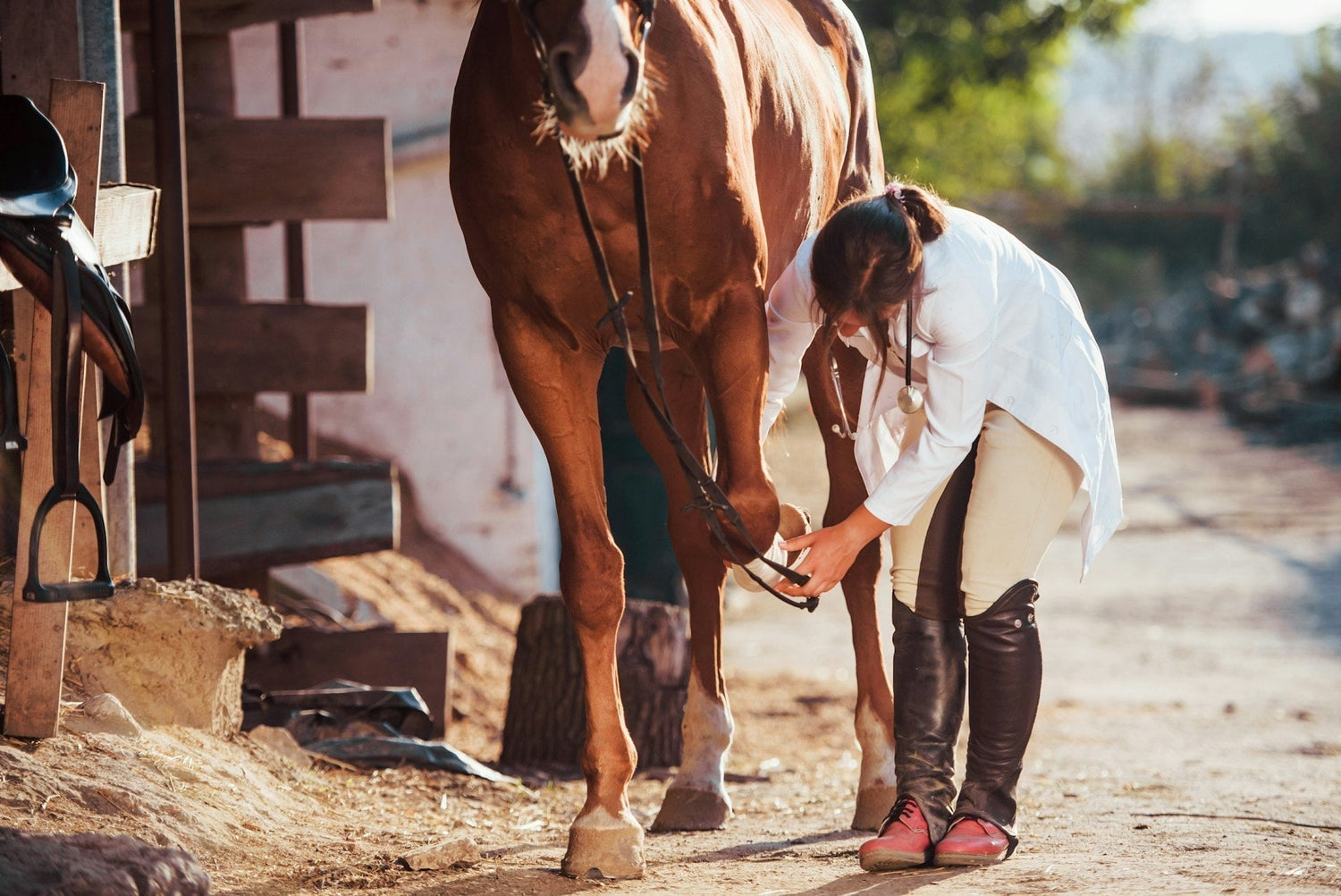 Understanding the Problems with Horses' Feet: Causes and Solutions