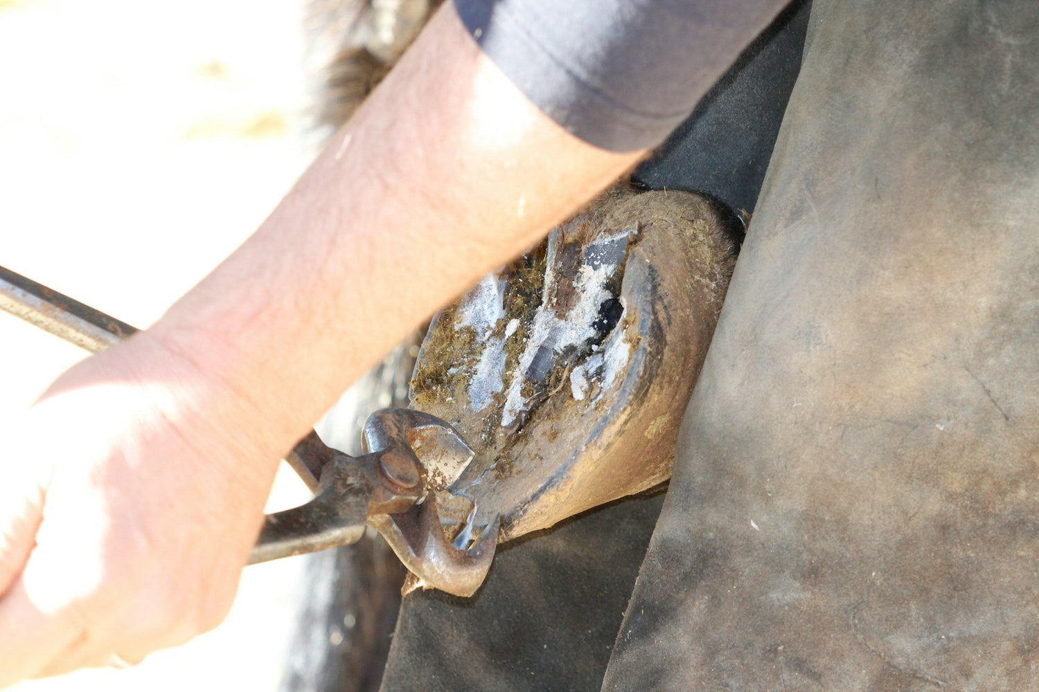 Understanding Hoof Abscess: Causes, Symptoms, and Effective Treatments