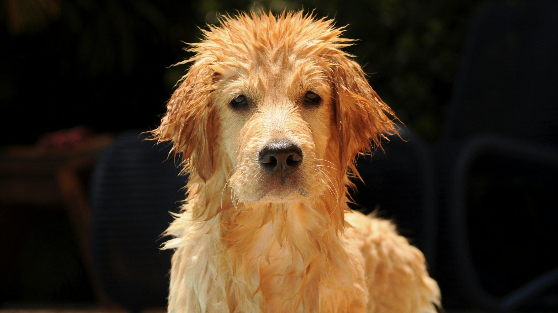How to Wash a Dog's Face During Bath: A Safe and Easy Guide